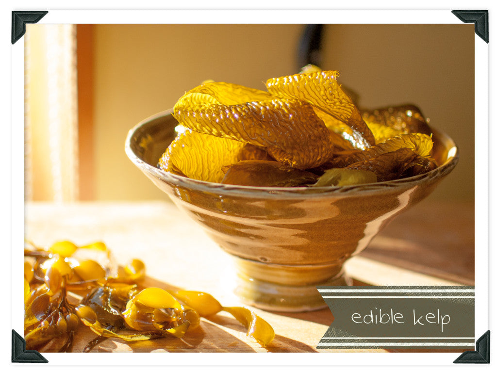 Harvest and Dry Your Own Kelp Flakes – Country Trading Co. NZ